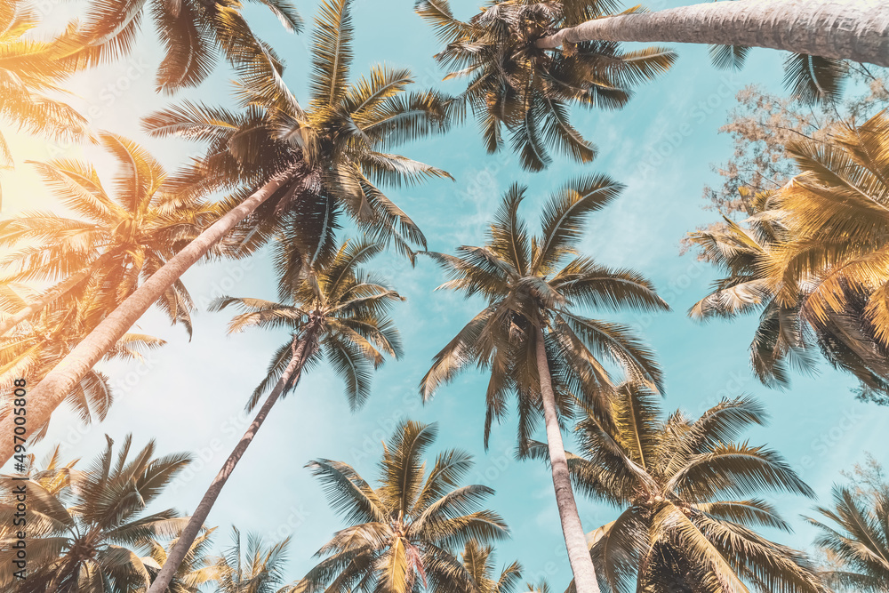 Tropical palm tree with sun light on sunset sky and cloud abstract ...