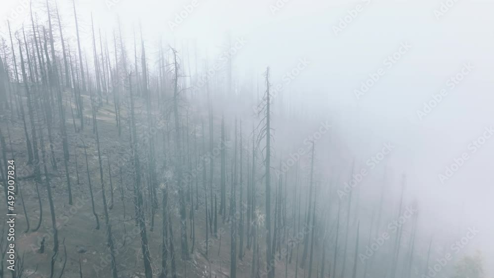 Burnt terrain with massive fir tree forest across steep hillsides Stock ...