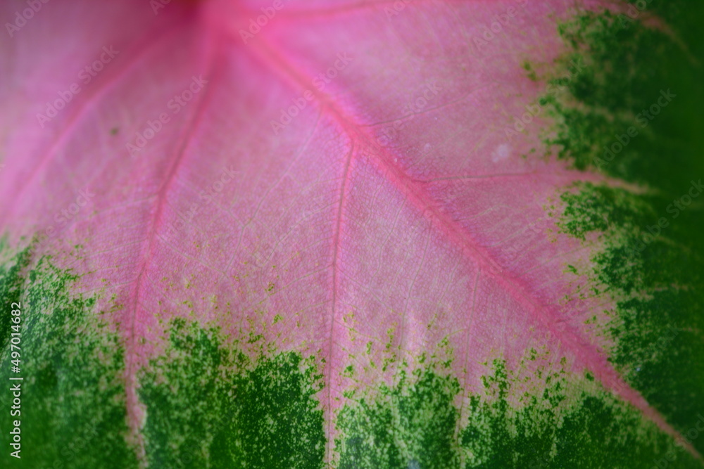 leaf texture closeup wallpaper texture background Stock Photo | Adobe Stock