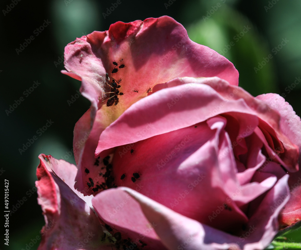 Black aphids or blackfly / greenfly are sitting on a rose bud and ...