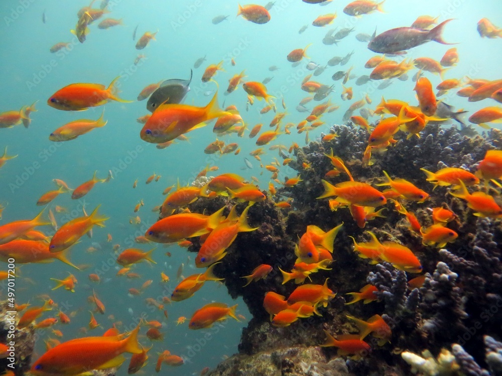 Blue Hole fish and coral reef of red sea Stock Photo | Adobe Stock