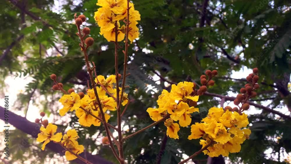 Yellow Gulmohar Tree