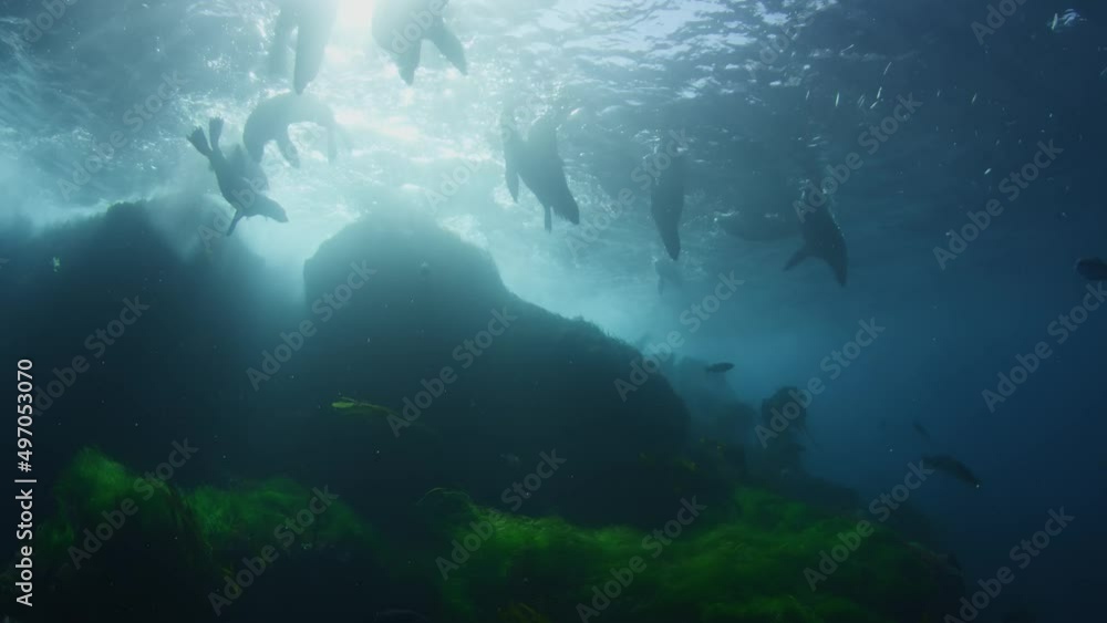 Beautifull footage Sea lions fish Swimming under sea water, Close up ...