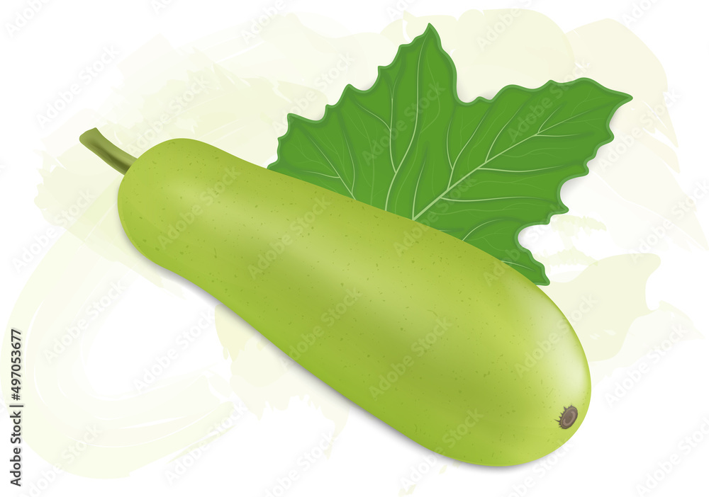Bottle gourd vegetable vector illustration on an isometric angle with ...