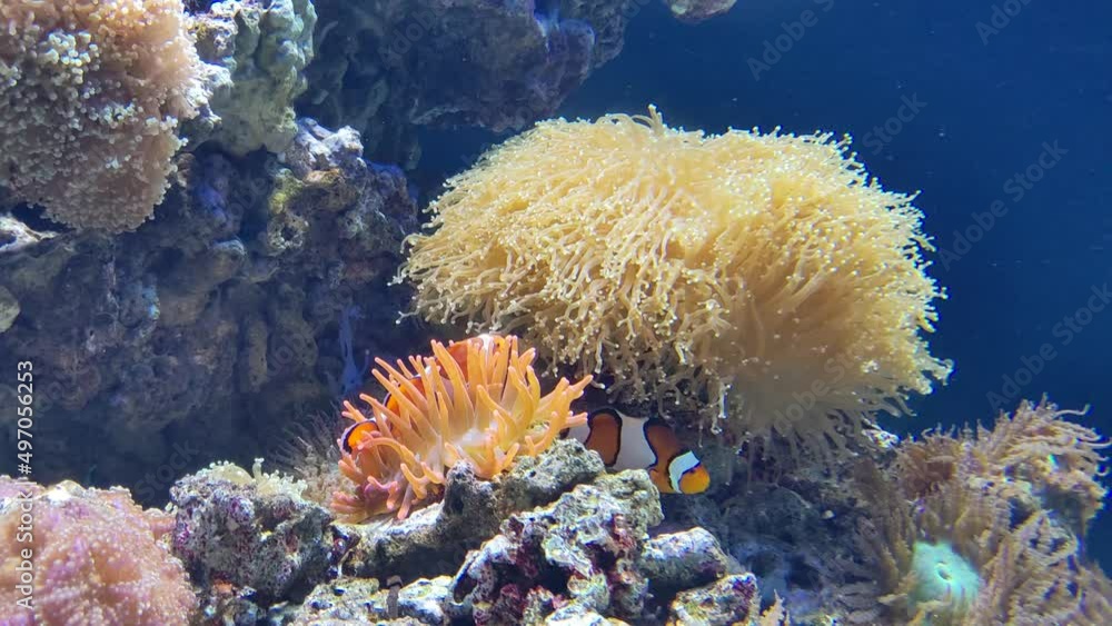 Underwater clownfish living in the sea. Also known as Nemo from Finding ...