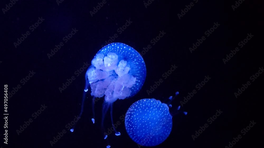 Blue glowing jellyfish underwater. Multiple jellyfish, neon glowing ...
