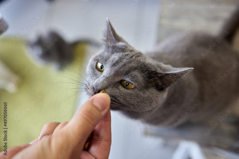 Pet owner feeding cat with dry food granules from hand palm. Man woman ...