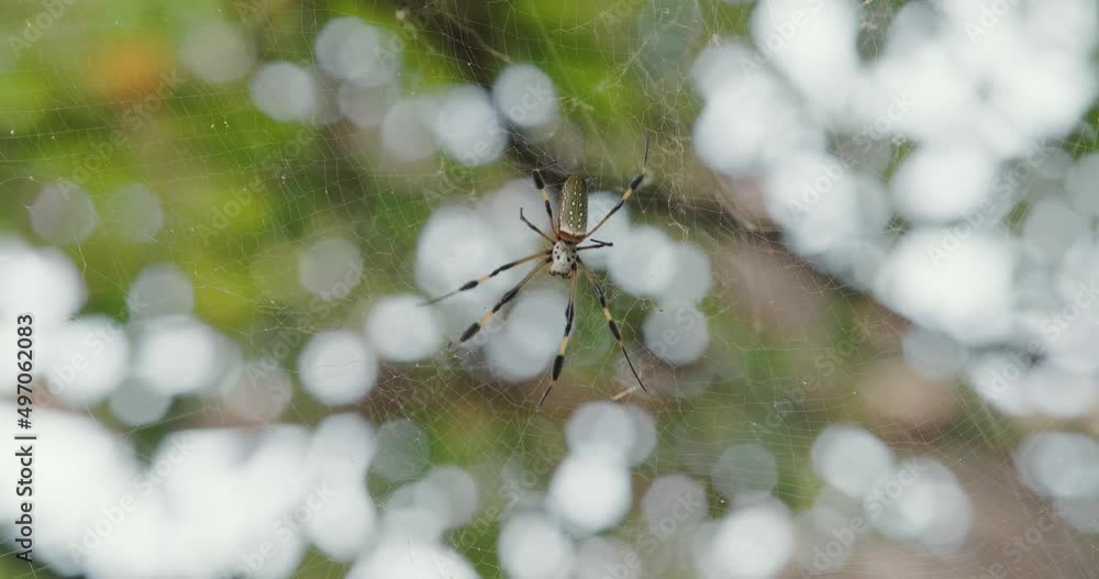 Beautiful Golden Silk Orb Weaver Spider, scientifically known as ...