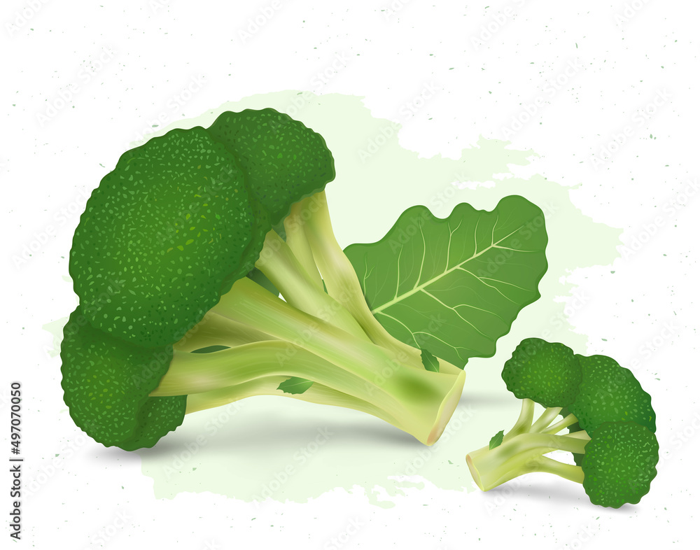 Green Broccoli vegetable vector illustration with green leaves isolated ...