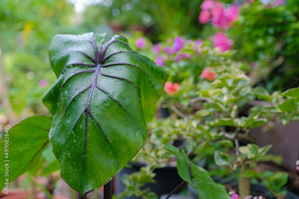 Foto de Colocasia pharaoh mask is aquatic plant close up,colocasia ...