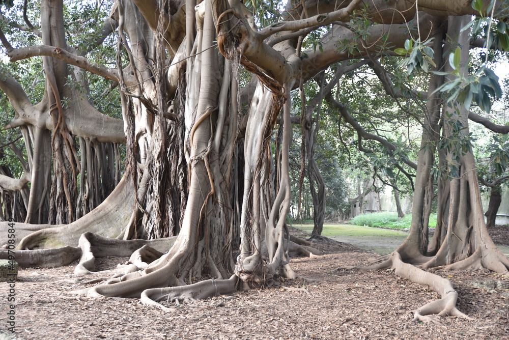 Foto de Ficus magnolioides au jardin botanique de Palerme. Sicile do ...