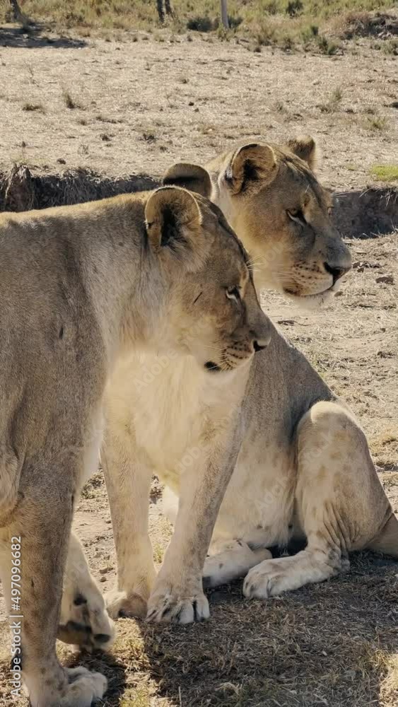 Wild animals in their natural environment Stock Video | Adobe Stock