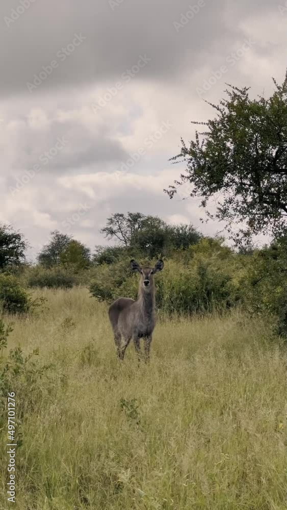 Wild animals in their natural environment Stock Video | Adobe Stock