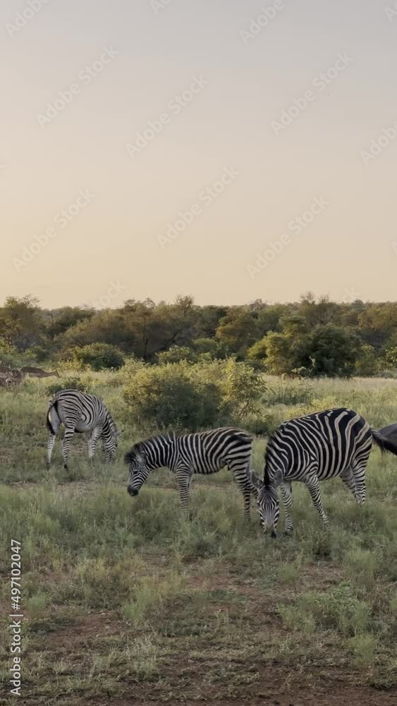 Wild animals in their natural environment Stock Video | Adobe Stock