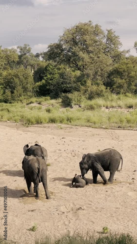 Wild animals in their natural environment Stock Video | Adobe Stock