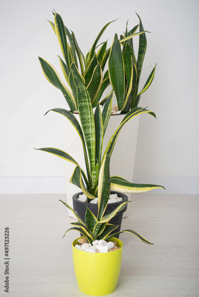 Big flower sansevieria named also mother-in-law's tongue, devil's ...