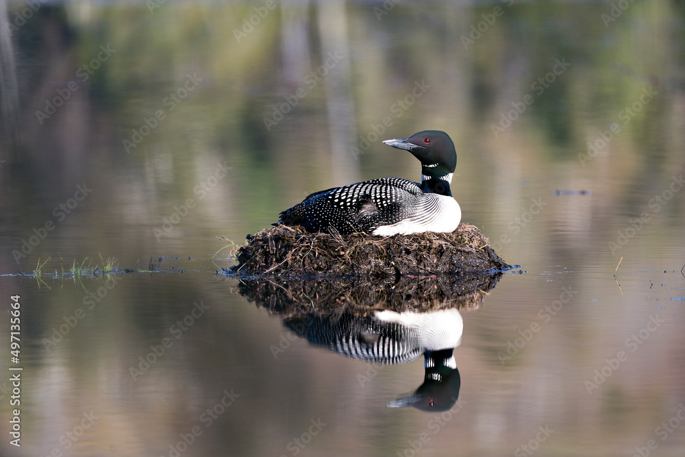 Loon Photo Stock. Loon on Nest. Loon in Wetland. Loon on Lake Image ...