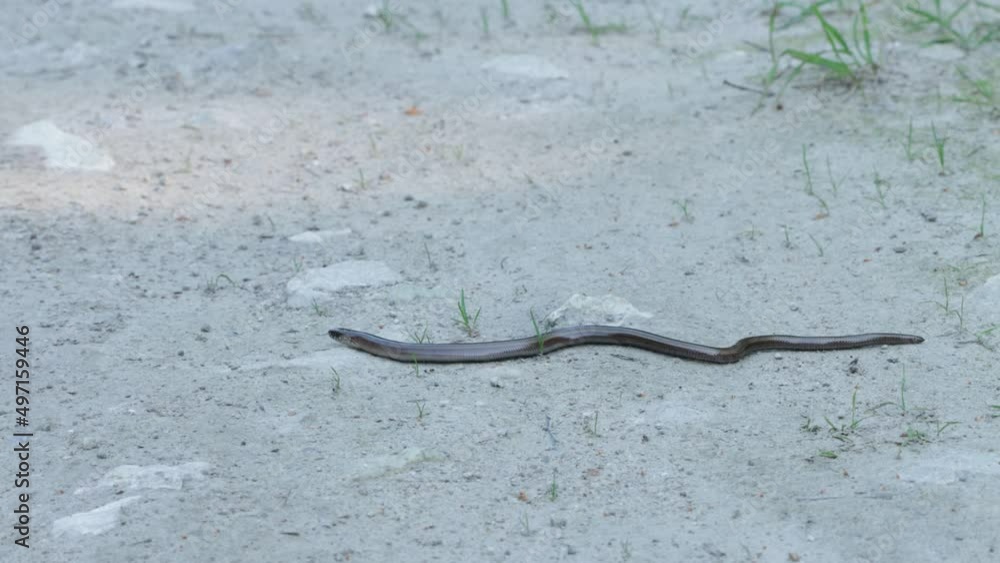 A legless lizard, Slow worm moving on a dirt path in Estonia, Northern ...