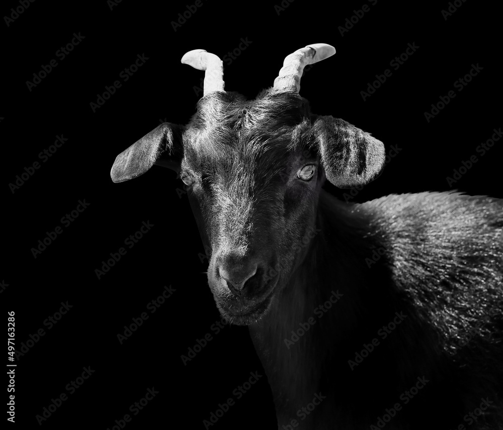 Black and white portrait of cute goat on dark background Stock Photo ...