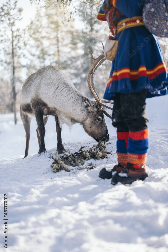 saami person with a reindeer. saami clothes Stock Photo | Adobe Stock
