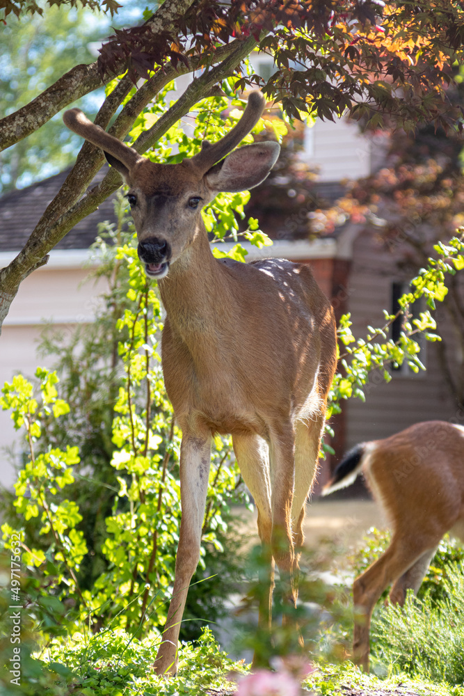 Young Suburban Black-tailed Mule Deer Buck in Velvet Eating Plants in ...