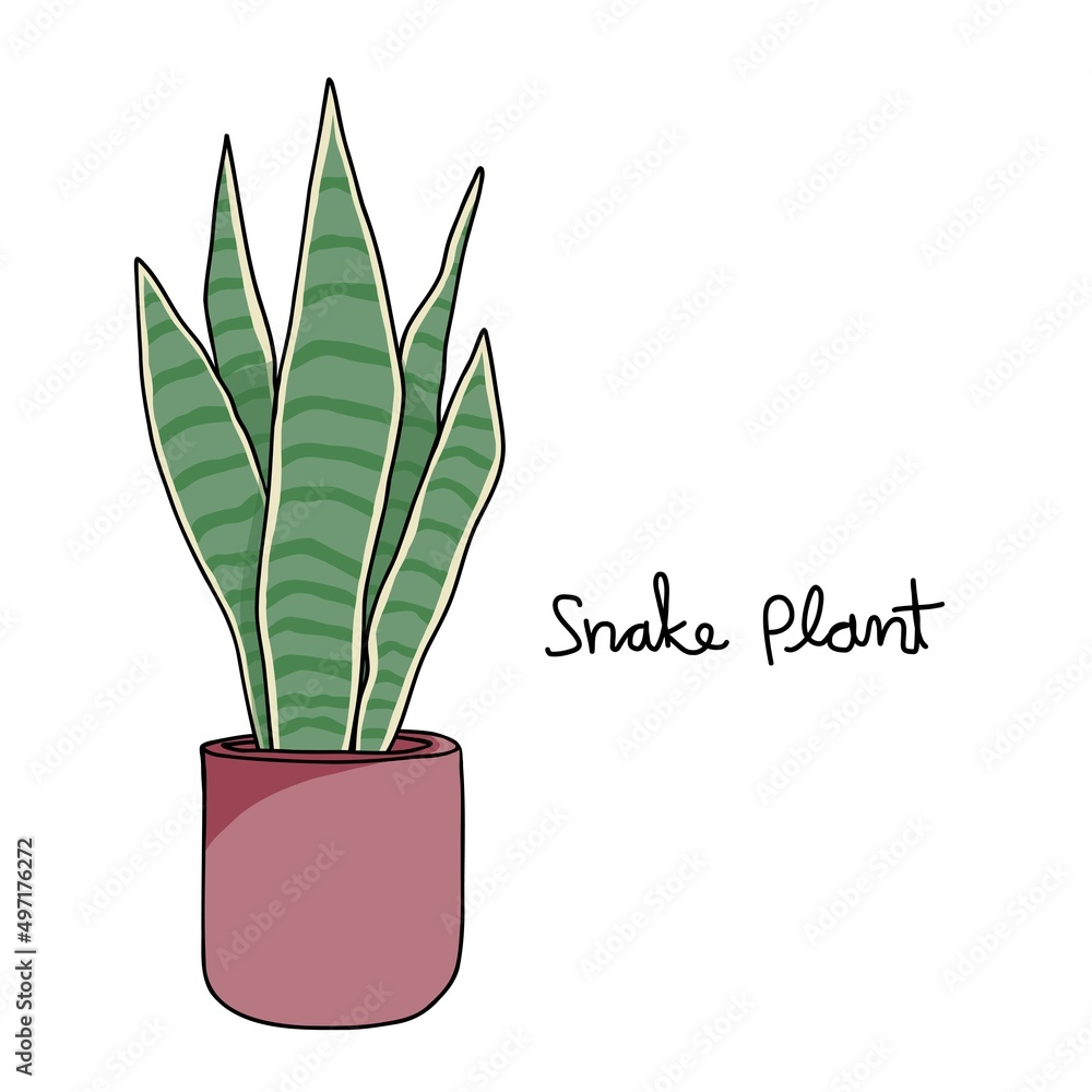 Snake Plant drawing vector illustration Stock Vector | Adobe Stock