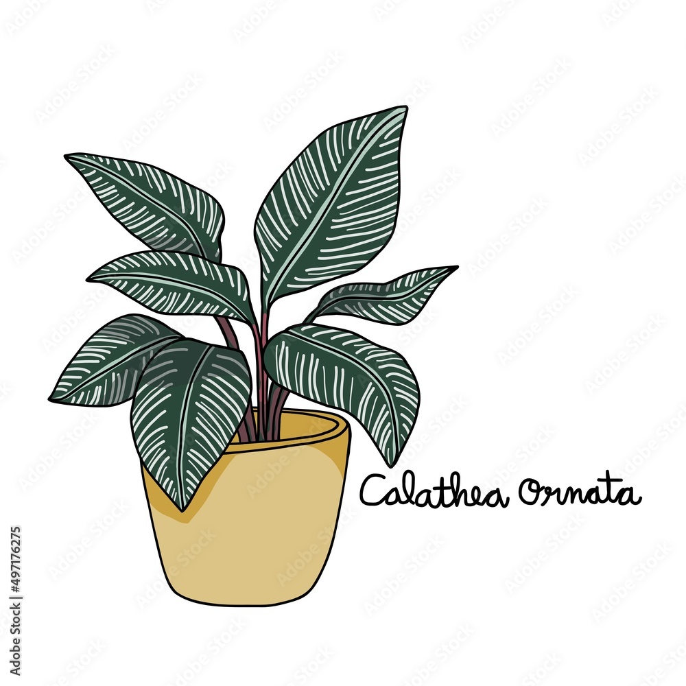 Calathea Ornata plant drawing vector illustration Stock Vector | Adobe ...