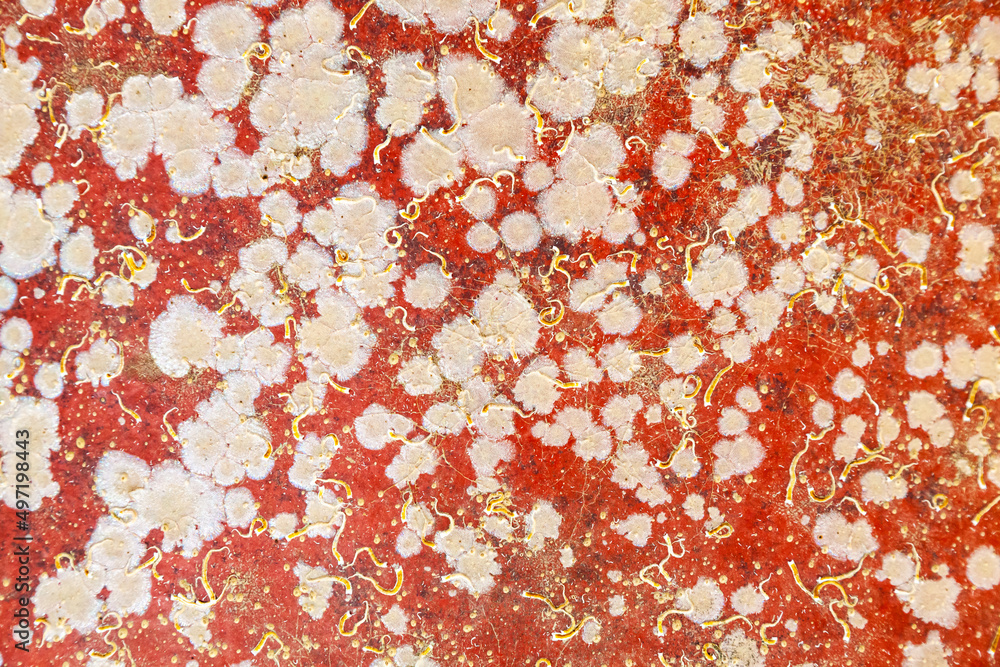 Erosion of the red hull of the yacht, close-up. Marine microorganisms ...