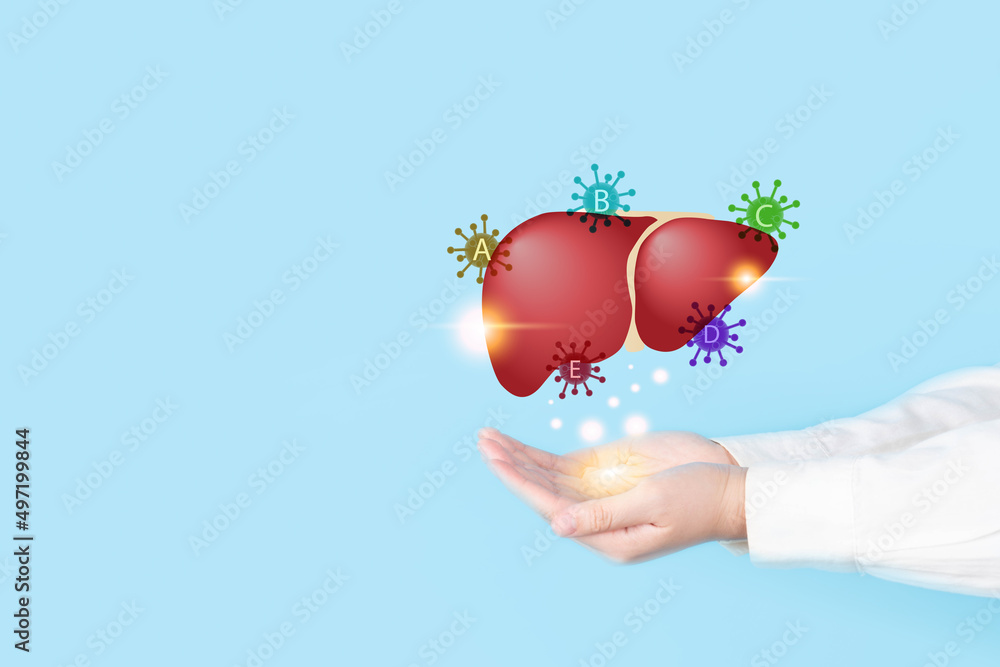 World hepatitis day concept. Doctor hands holding liver with virus ...