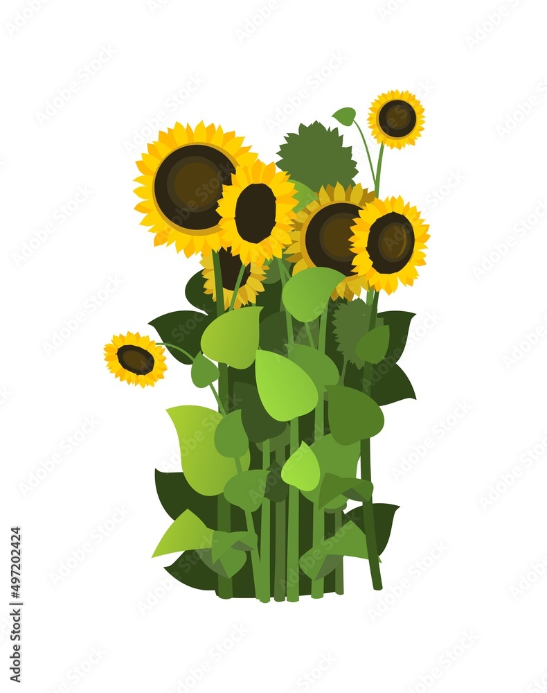Sunflower grows in field. Harvest agricultural plant. Food product of ...
