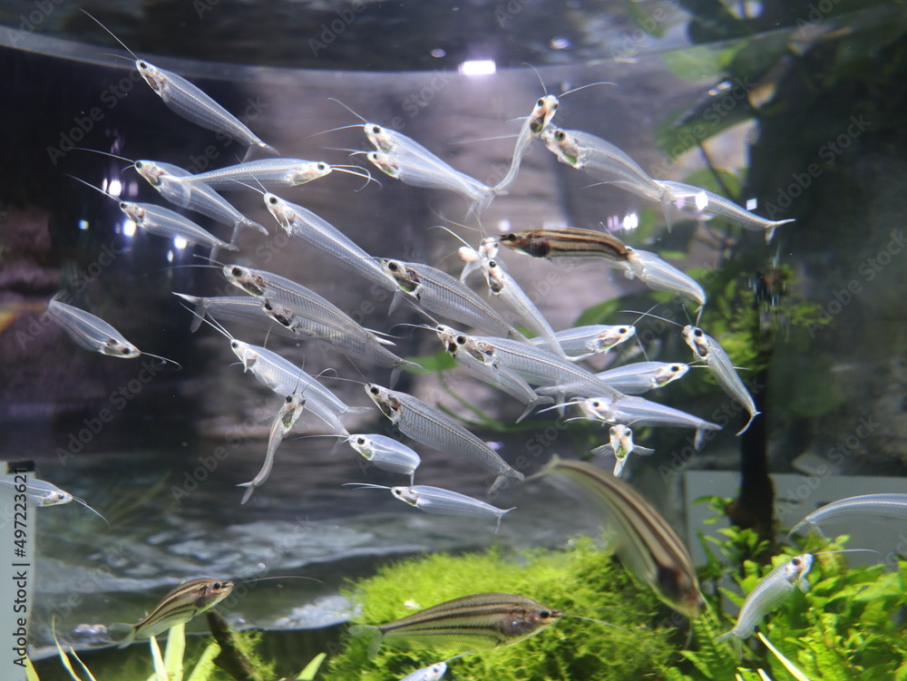 Dubai, UAE- March 31 2022: A group of Deepwater fish with transparent ...