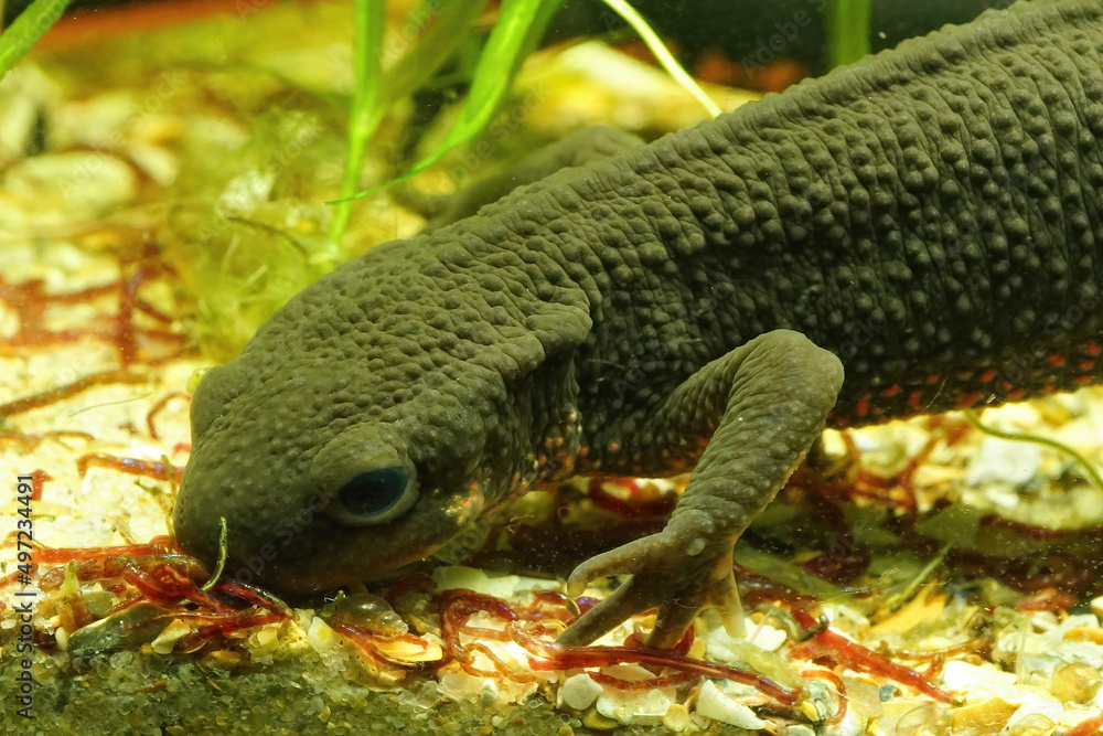 Closeup on an aquatic Japanese fire bellied newt , Cynops pyrrhogaster ...