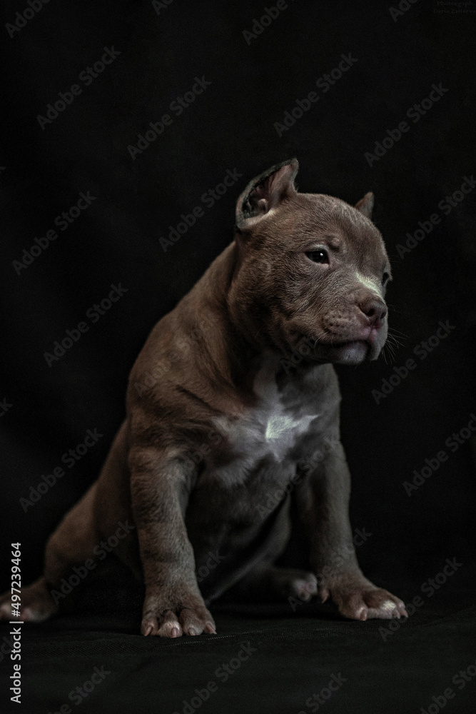 Cute young American bully isolated in a dark background Stock Photo ...