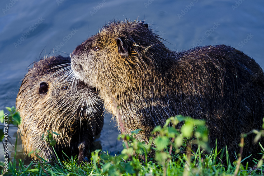 Pair of nutria rodents on the shore of a river Stock Photo | Adobe Stock