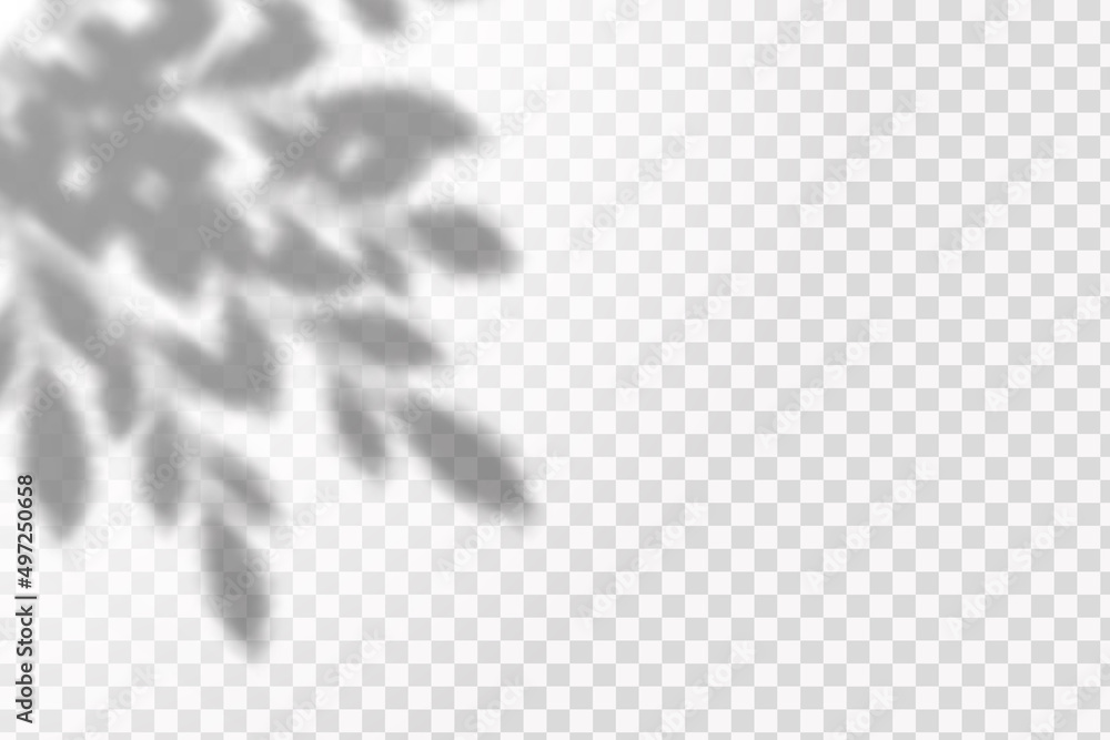 Realistic shadow of tropical leaves or branches on transparent ...