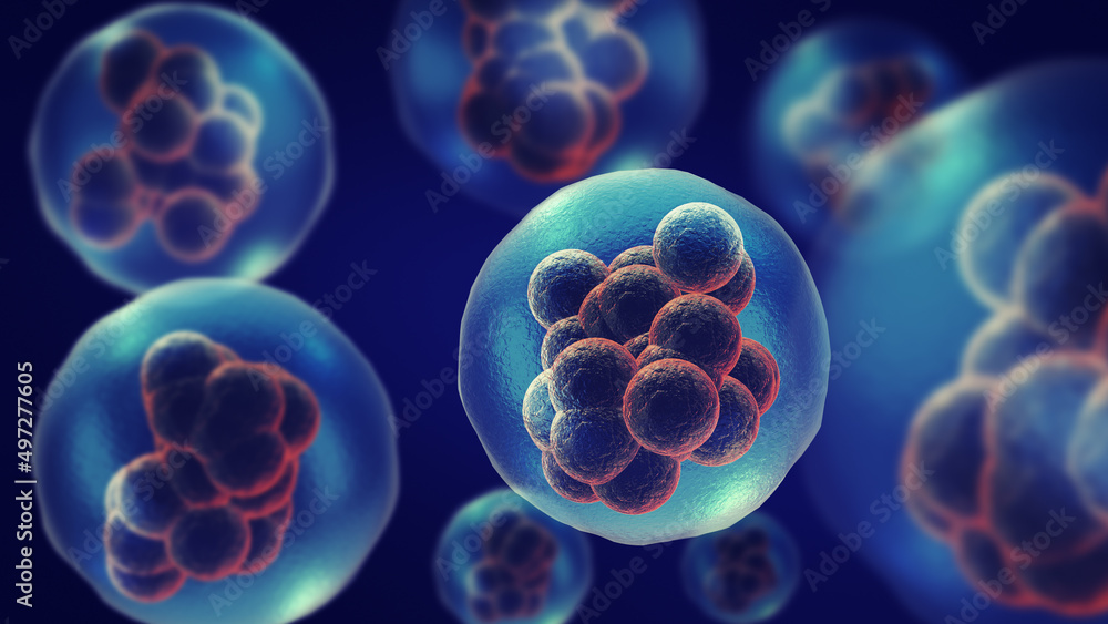 Dividing or multiplying cells or Mitosis Stock Illustration | Adobe Stock