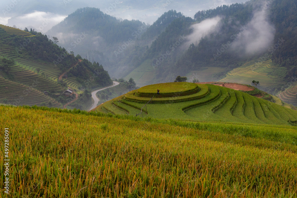 Green terraced rice fields in rainy season at Mu Cang Chai, Vietnam ...