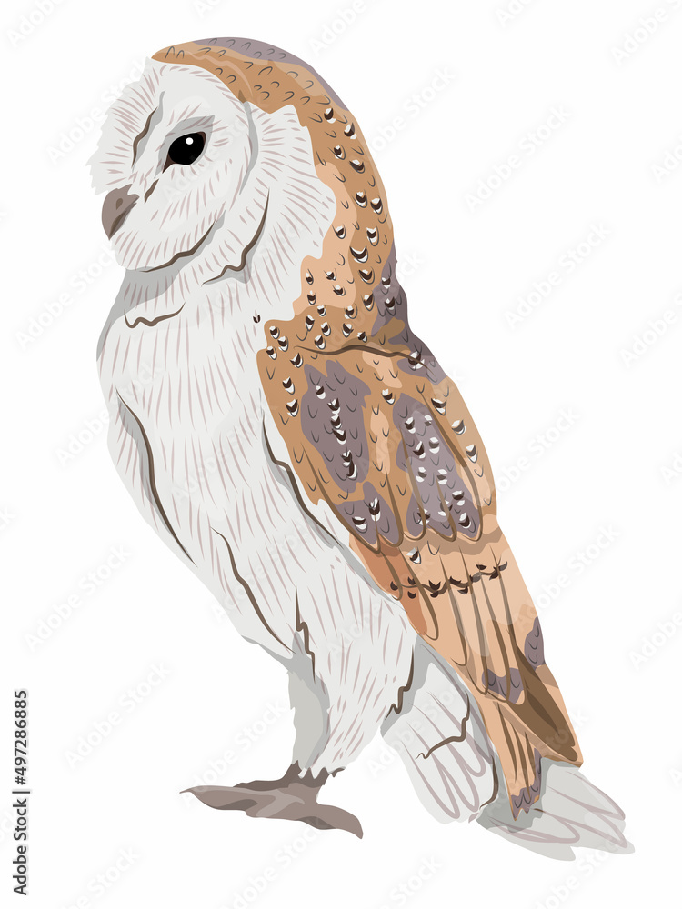Elegant barn owl. wild birds of the forest. Realistic vector bird Stock ...