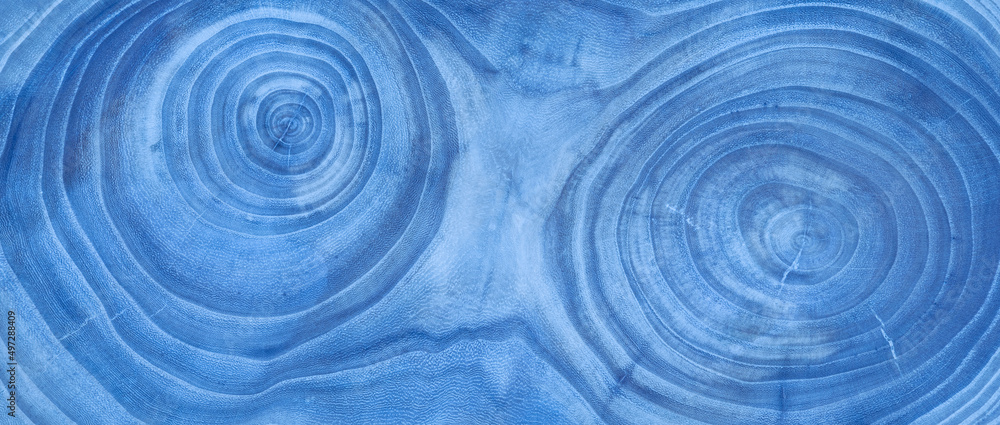 blue cross section of a cut tree Stock Photo | Adobe Stock