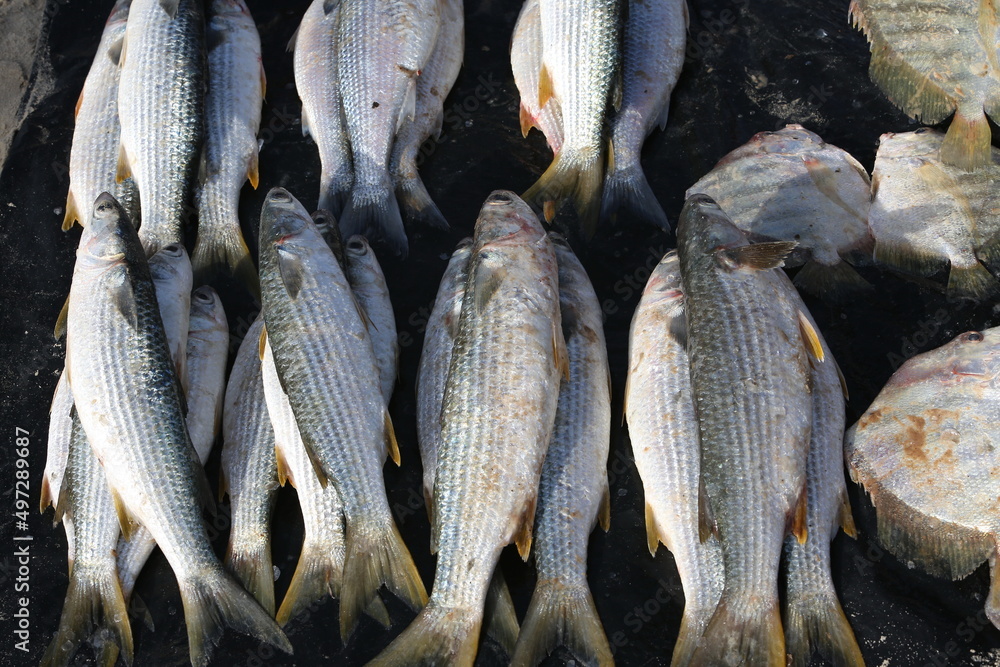 Fish. Many fresh edible fish. Kayar fishing village, Senegal, Africa ...