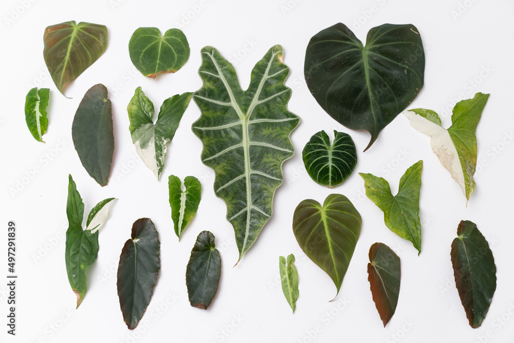 Leaf cutting from various plant arrange neatly with isolated white ...