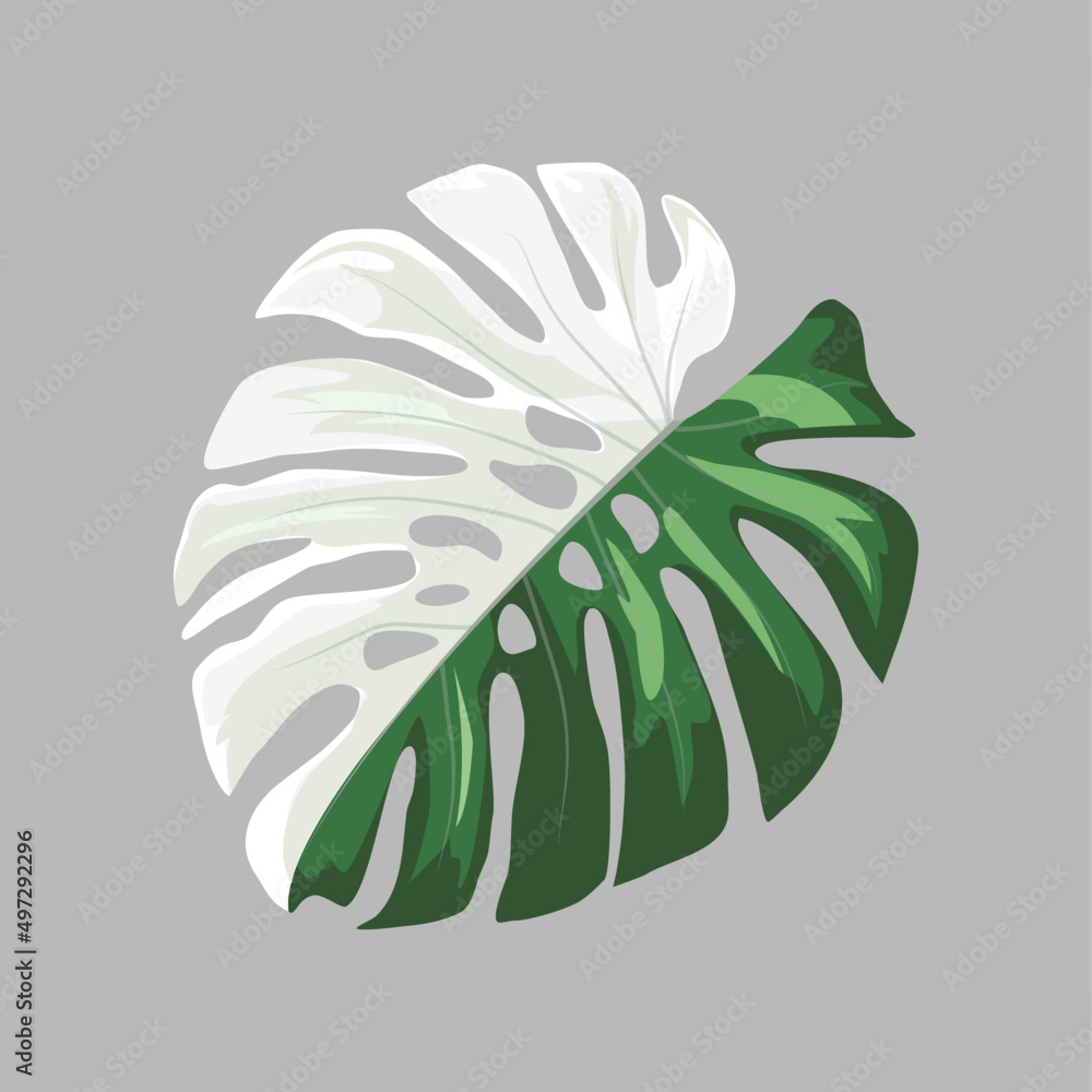 Vector Illustration of Monstera leaf two colors white and green ...