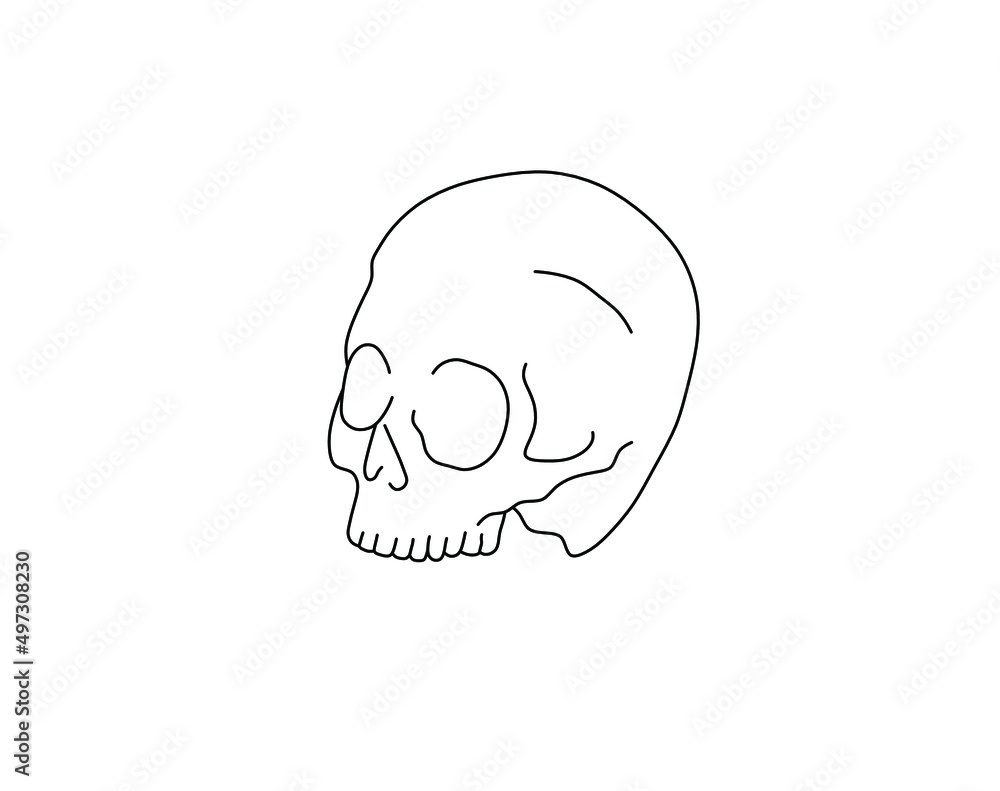 Vector isolated skull without a lower jaw colorless black and white ...