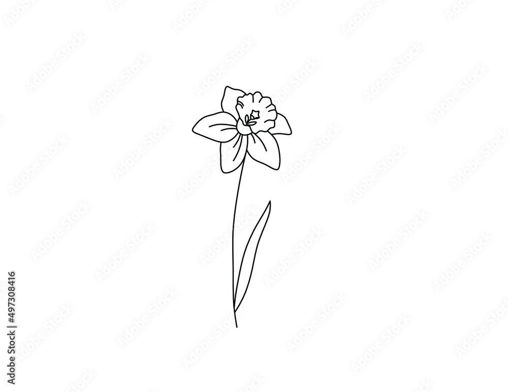 Vector isolated single pretty narcissus flower blossom colorless black ...