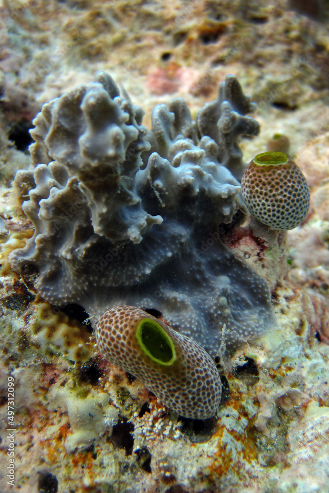 Tall urn ascidians - Didemnum molle with a Plakortis nigra sponge Stock ...