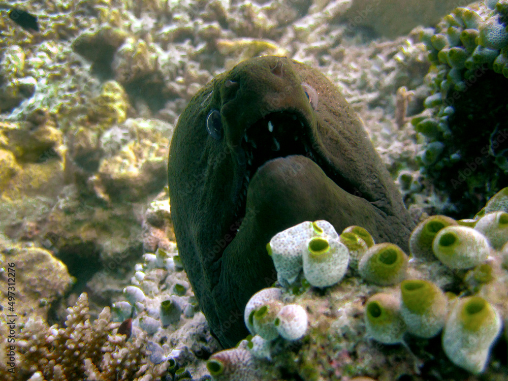Giant Moray Eel - Gymnothorax Nudivomer on reef of Maldives with all ...
