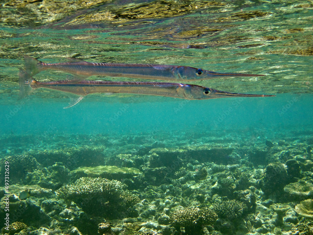 Tylosaurus crocodilus - Beloniadae - Crocodile Needlefish - Houndfish ...