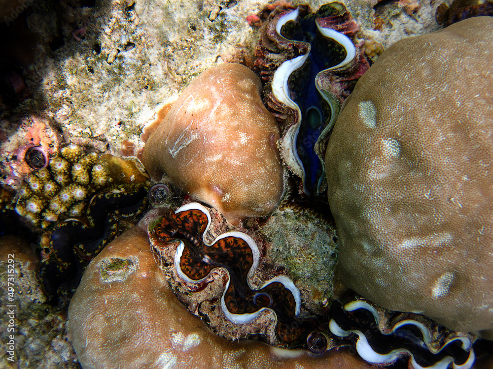 Group of three small Giant Clam (Tridacna Maxima) of different colours ...
