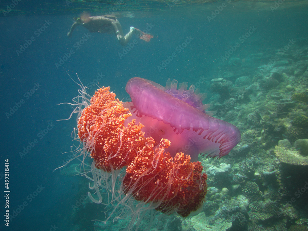 Crown Jellyfish - Cephea - True Jellyfish Stock Photo | Adobe Stock