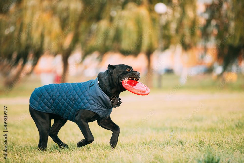 Active Black Cane Corso Dog Play With Plate Toy Outdoor In Park. Dog ...